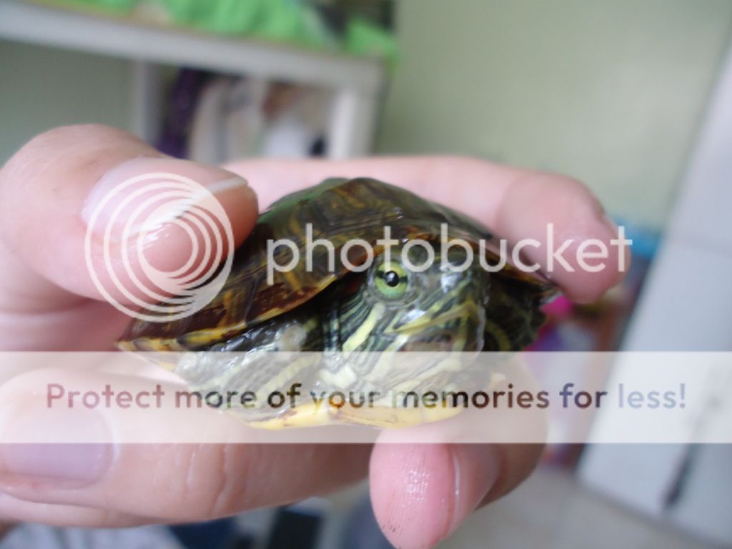 Red spots on my turtle, HELP (With Picture) - EMERGENCY CARE - Turtle Forum