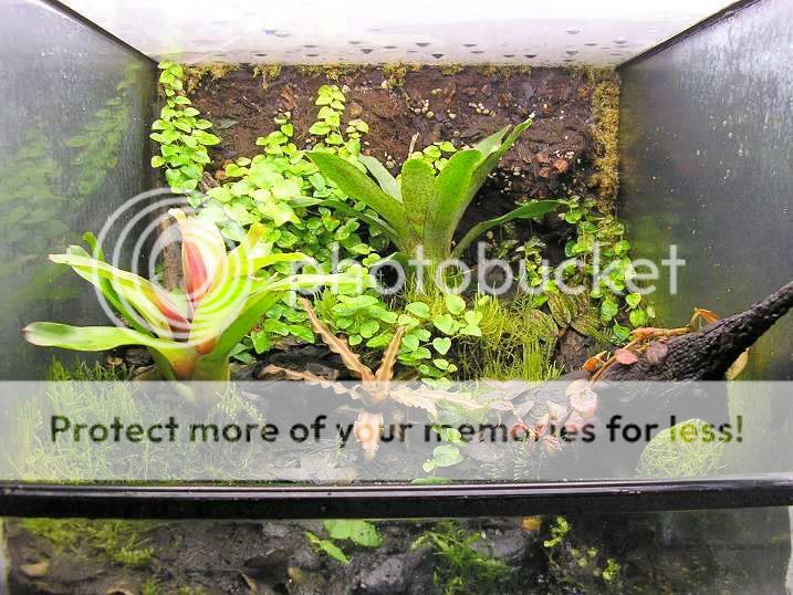 Terrariums and Vivariums