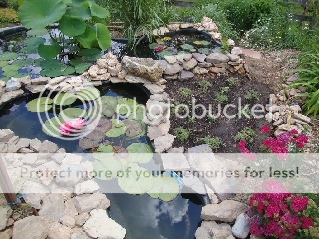 My Pond | Garden Pond Forums