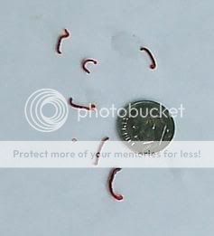 Edible tiny red worms? | Garden Pond Forums